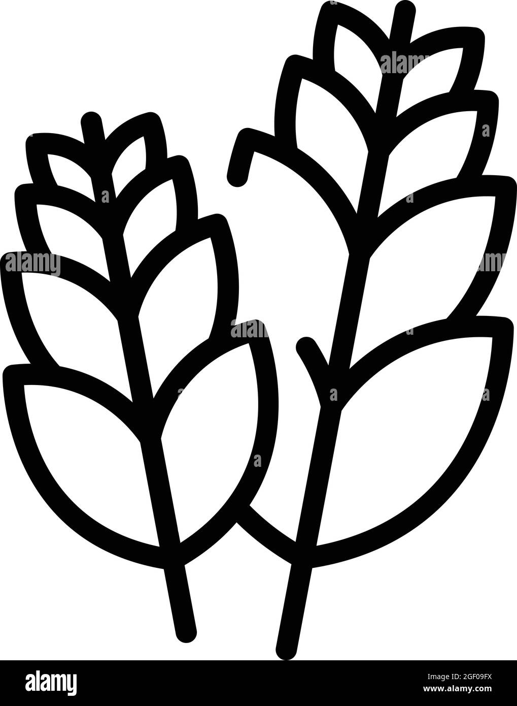 Wheat plant icon outline vector. Grain corn. Agriculture seed Stock ...