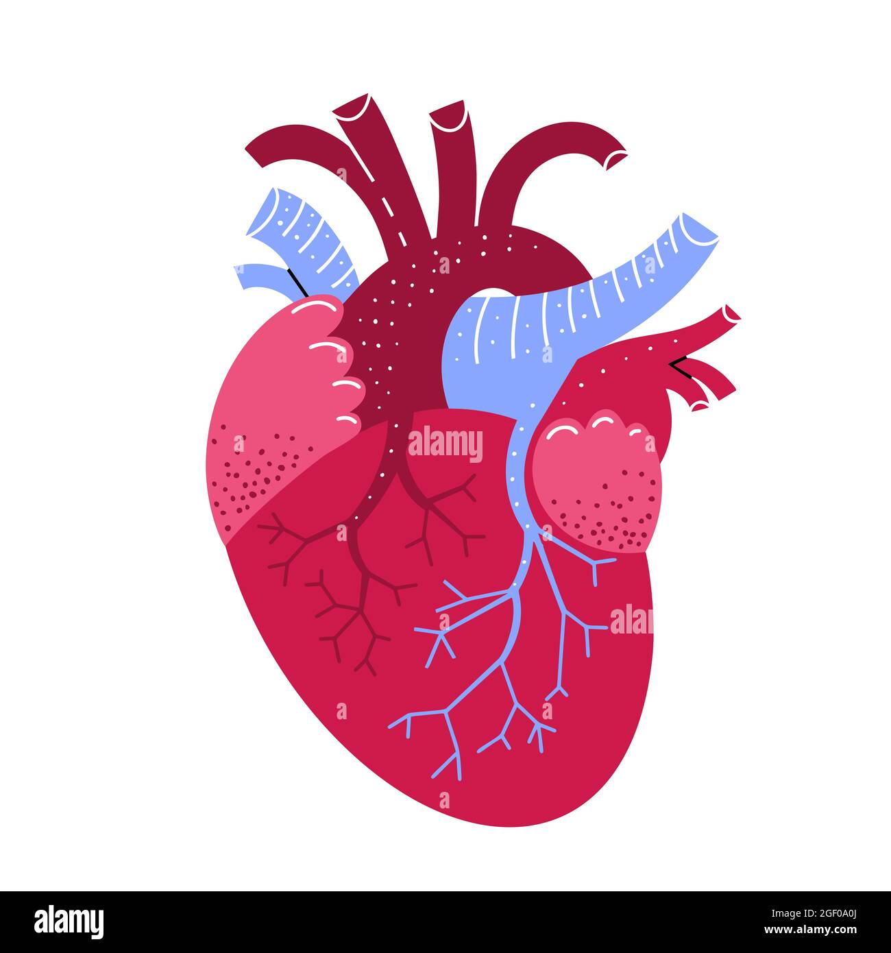 Human heart illustration. Vector medicine illustration in cartoon style. Human heart anatomy ...