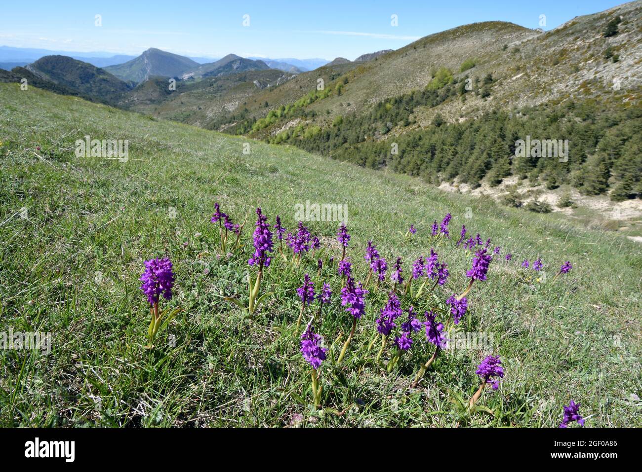 Orchid slope hi-res stock photography and images - Alamy