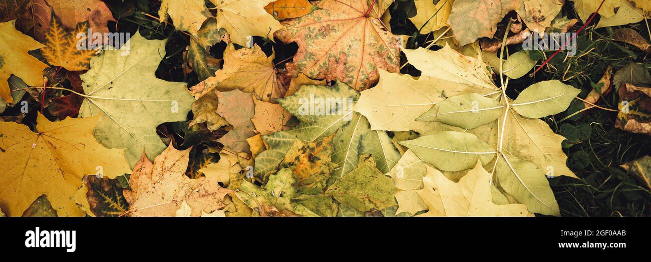 autumn fallen leaves of a maple tree on the ground on the green grass ...