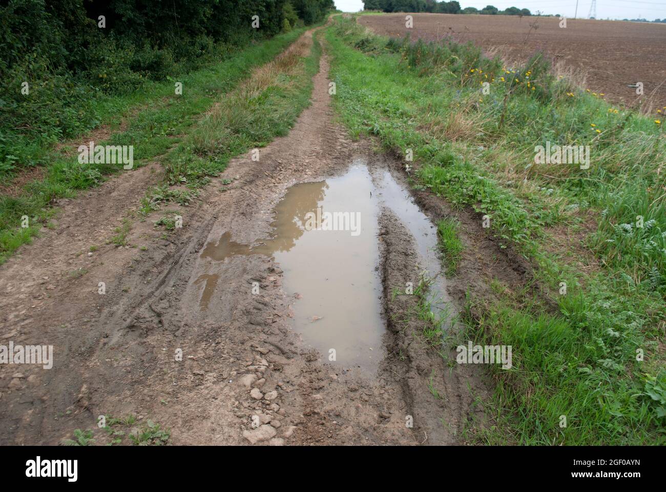 Muddy water filled puddle on path by trees and field in the countryside ...