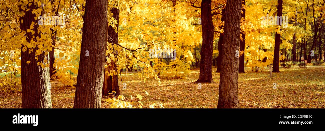 autumn city park in sunny fall day. the trees are lindens with falling ...