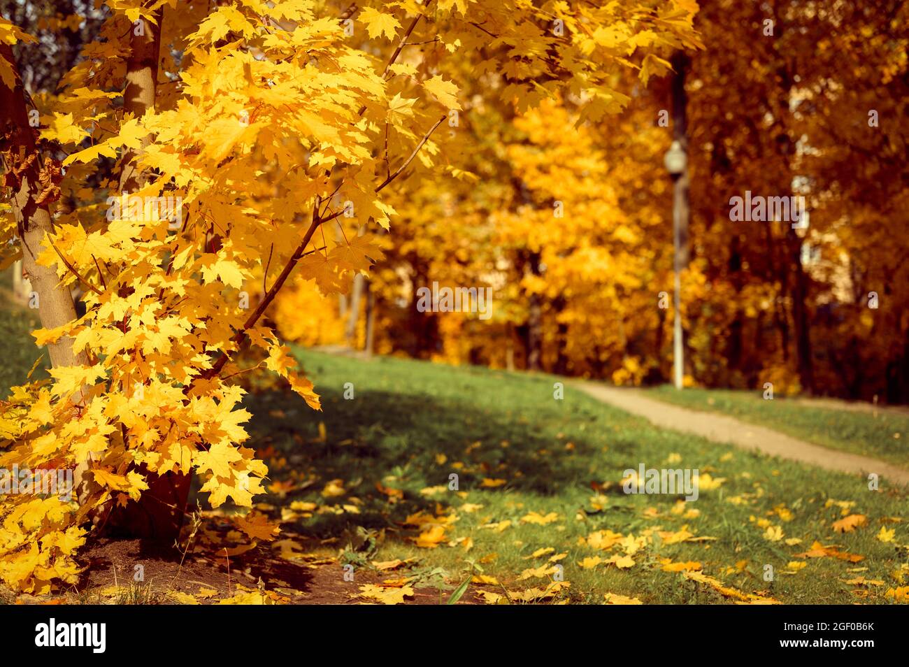autumn city park in sunny fall day. the trees are maples with falling orange leaves and a ...