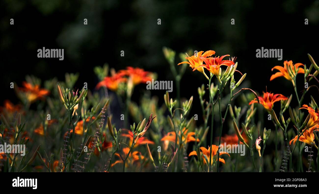 Golden needle flower hi-res stock photography and images - Alamy