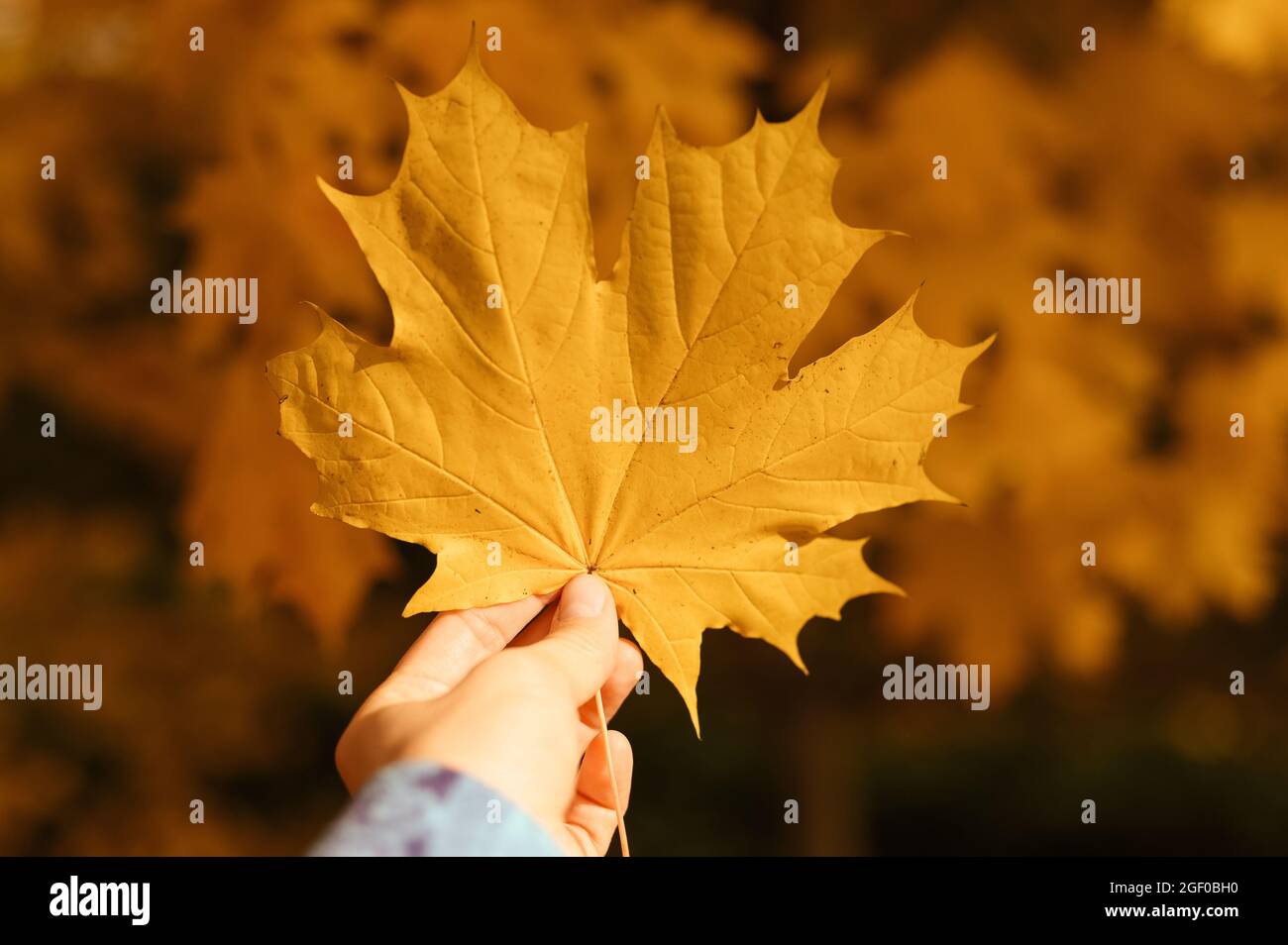 autumn fallen orange dry leaf of a maple tree in a woman's hand against ...