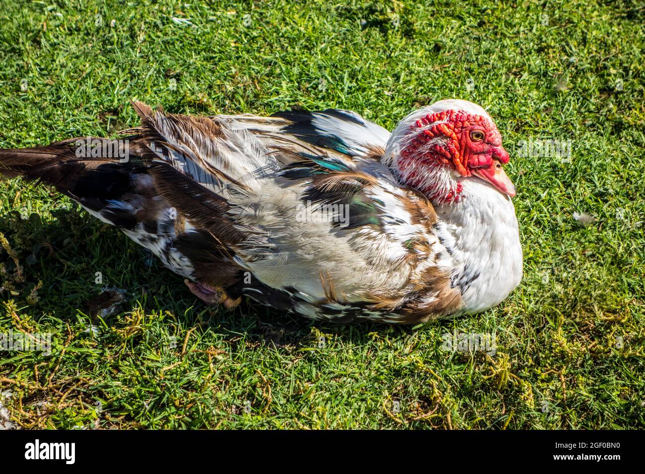 Male muscovy duck hi-res stock photography and images - Alamy