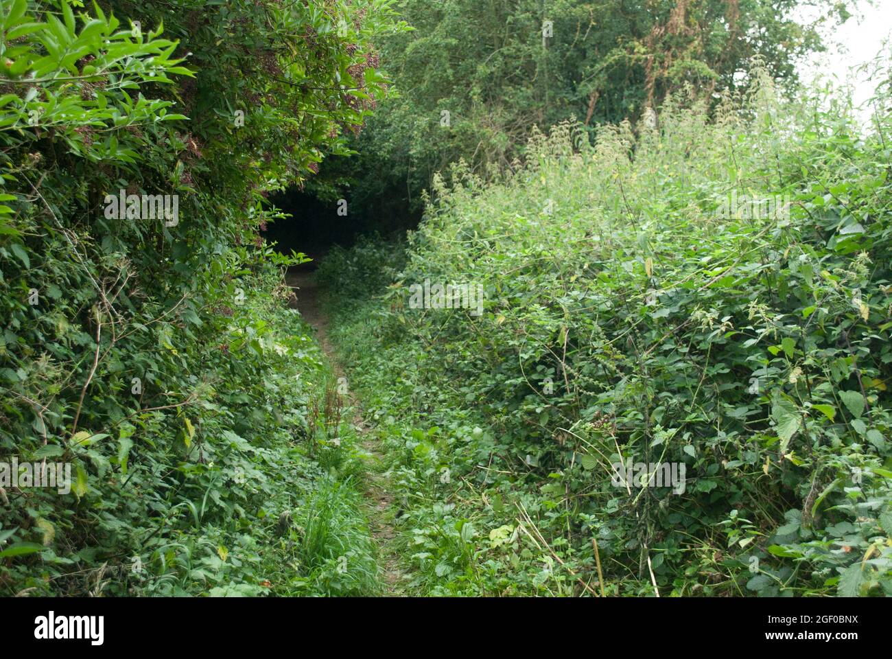 Narrow path in the countryside between high hedge Stock Photo - Alamy