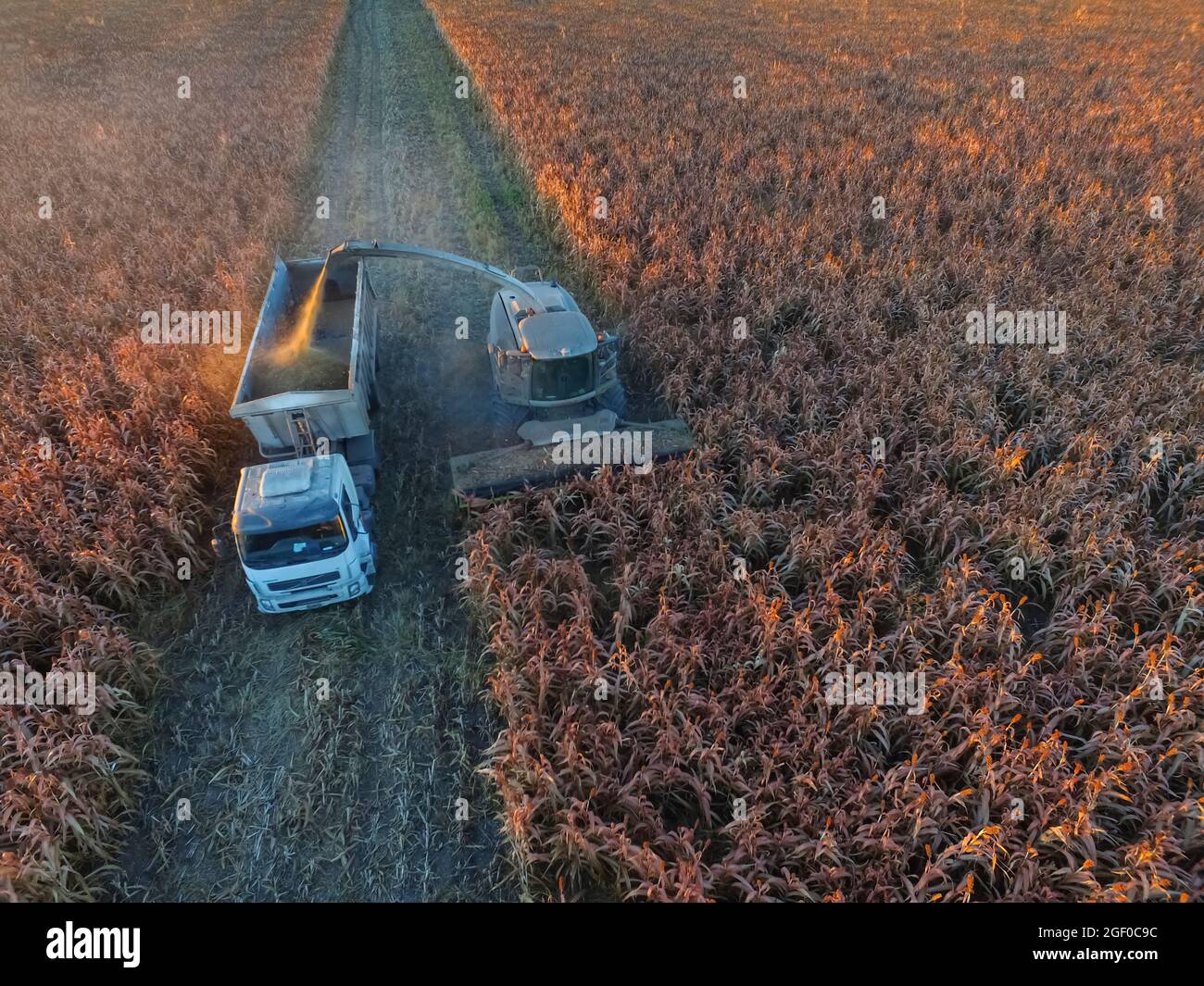 Harvester chopper, chopping corn in the Argentine countryside Stock ...
