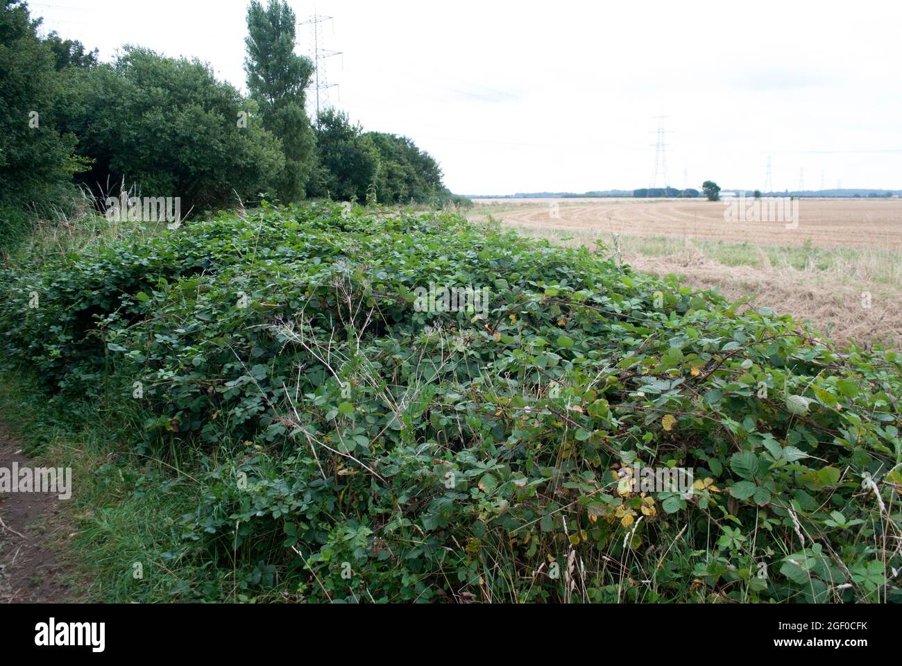 Bramble blackcurrant hedge next to a field with trees int he background ...