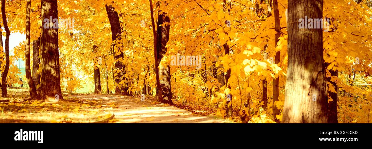 autumn city park in sunny fall day. the trees are maples with falling orange leaves and a ...