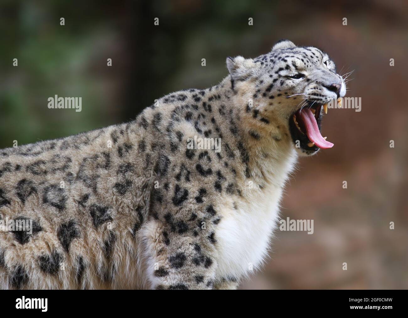 Raubkatze nuernberg hi-res stock photography and images - Alamy