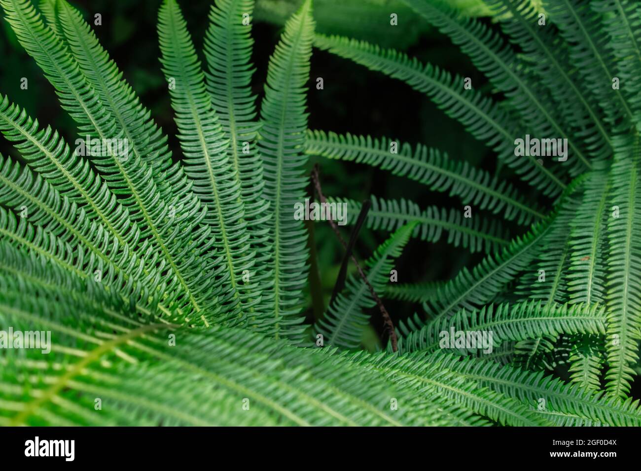 A closeup shot of a green fern plant Stock Photo - Alamy