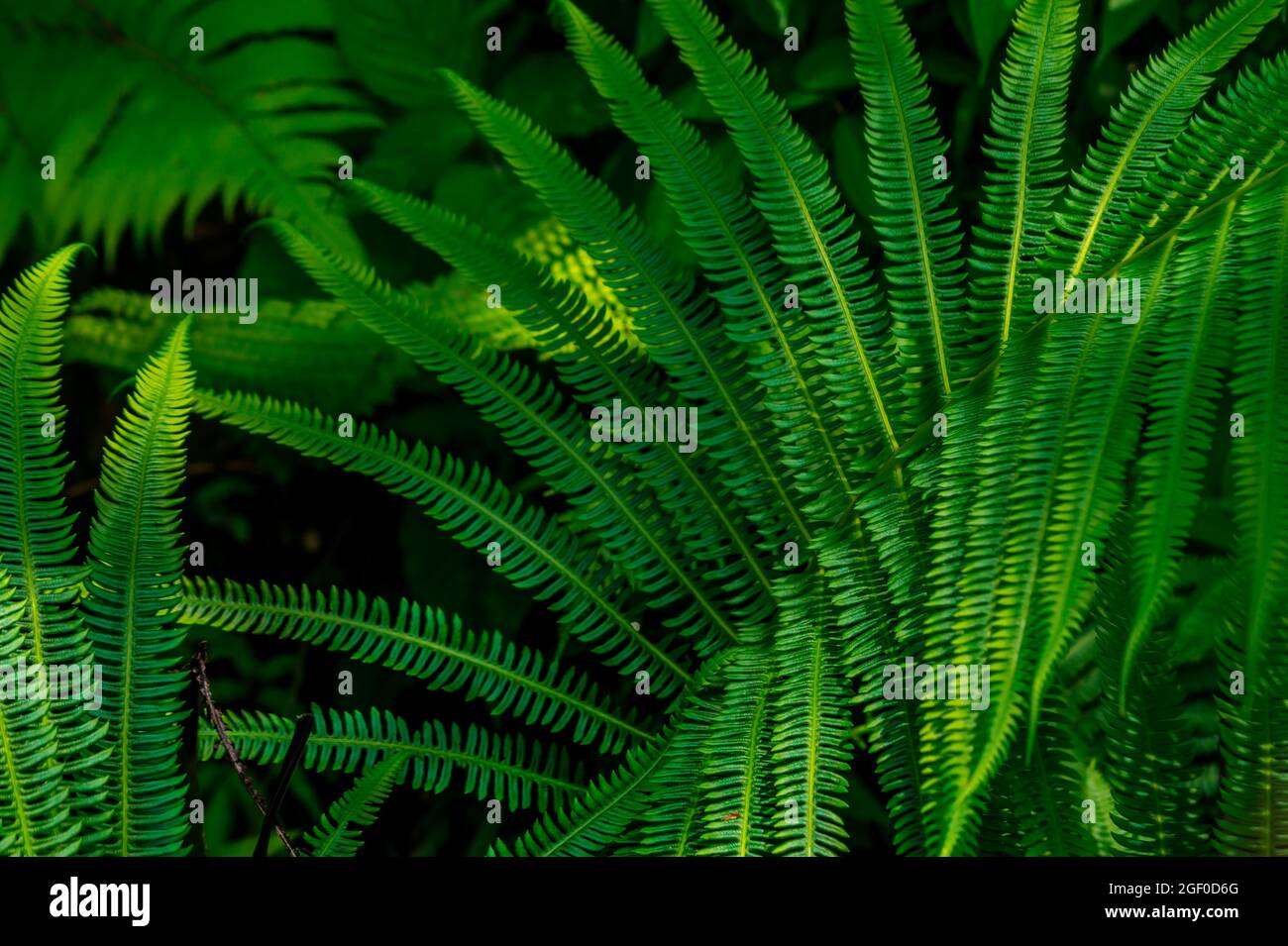 A closeup shot of a green fern plant Stock Photo - Alamy