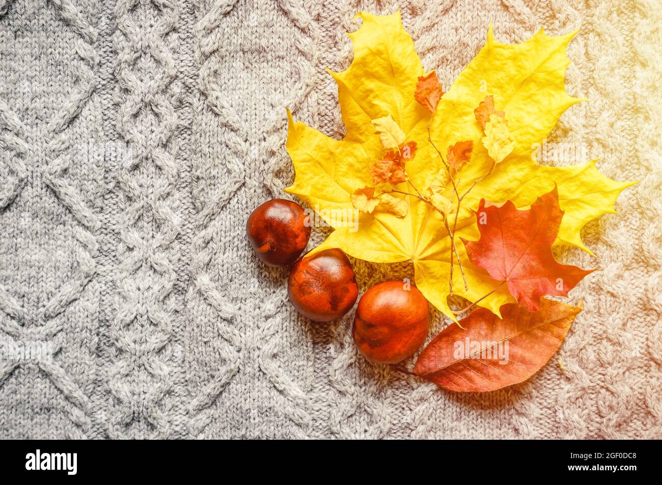 autumn yellow and red leaves of maple and cherry, and three chestnuts ...