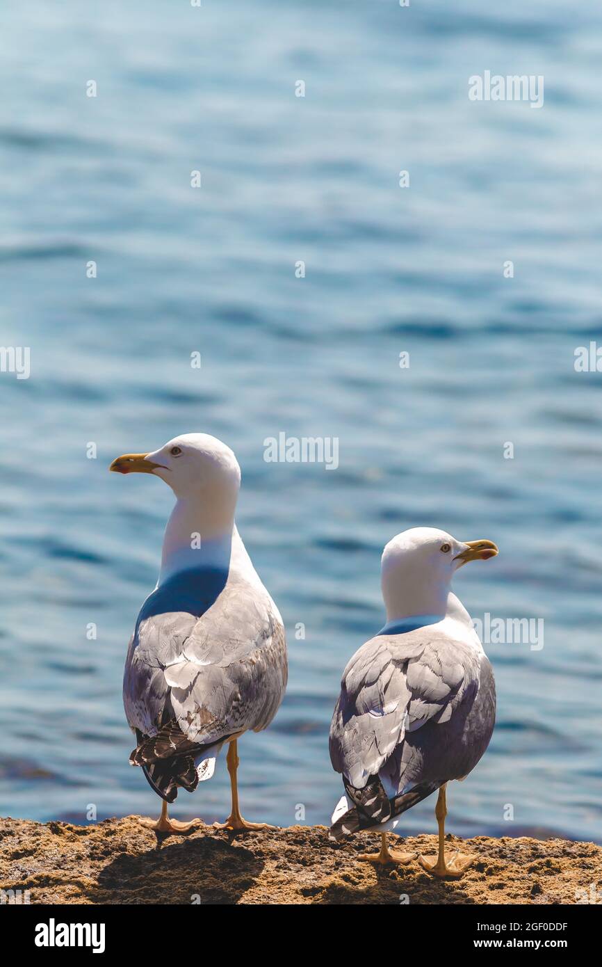 A close up of two cute Western gull birds standing in front of blue ...