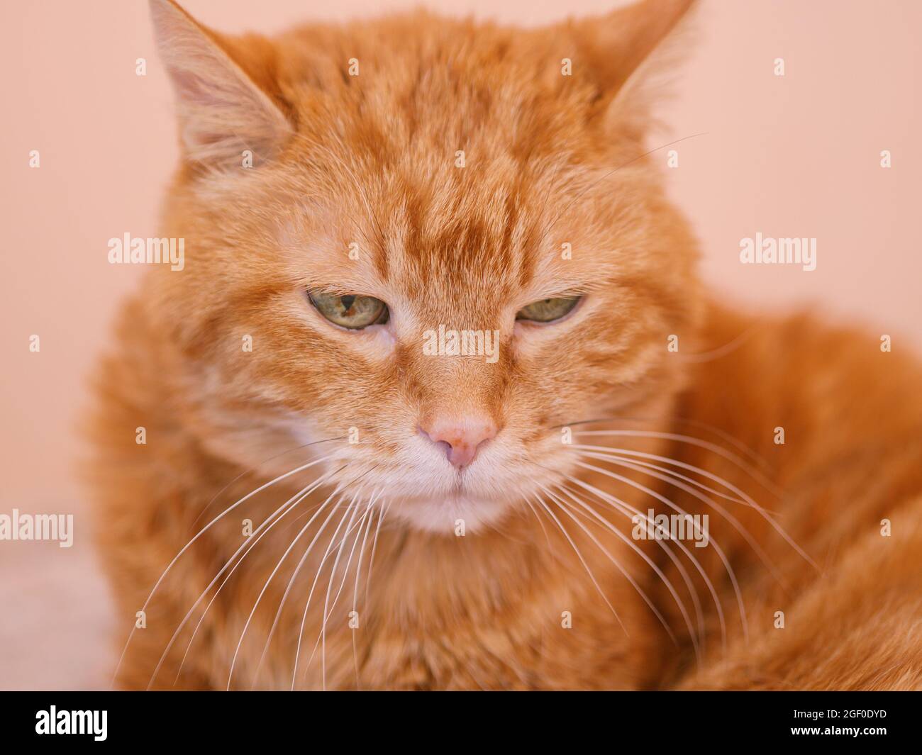 Sleepy red cat. Selective focus on eyes Stock Photo - Alamy