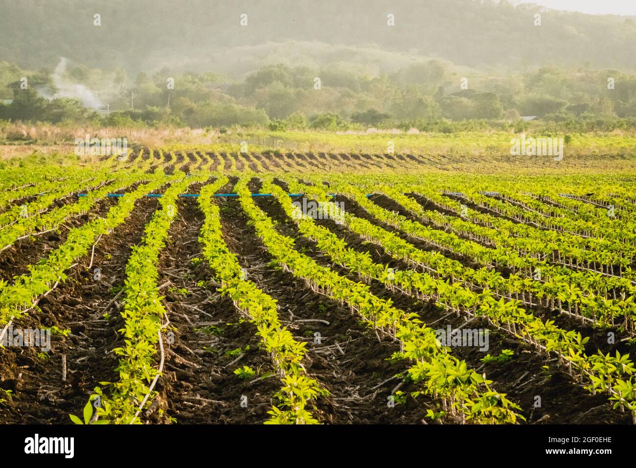 agriculture farm nature landscape. rows of young plants growing on a ...