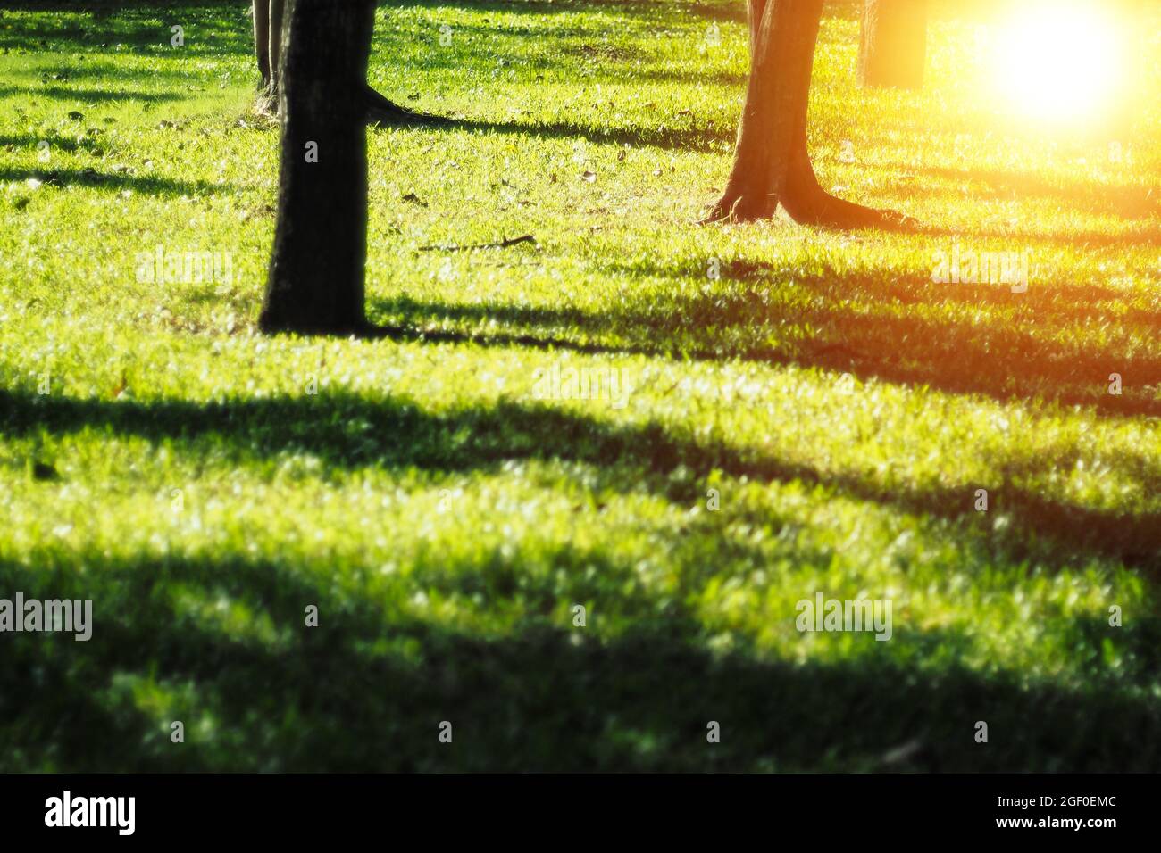 Beautiful morning light in public park with green grass field and green ...