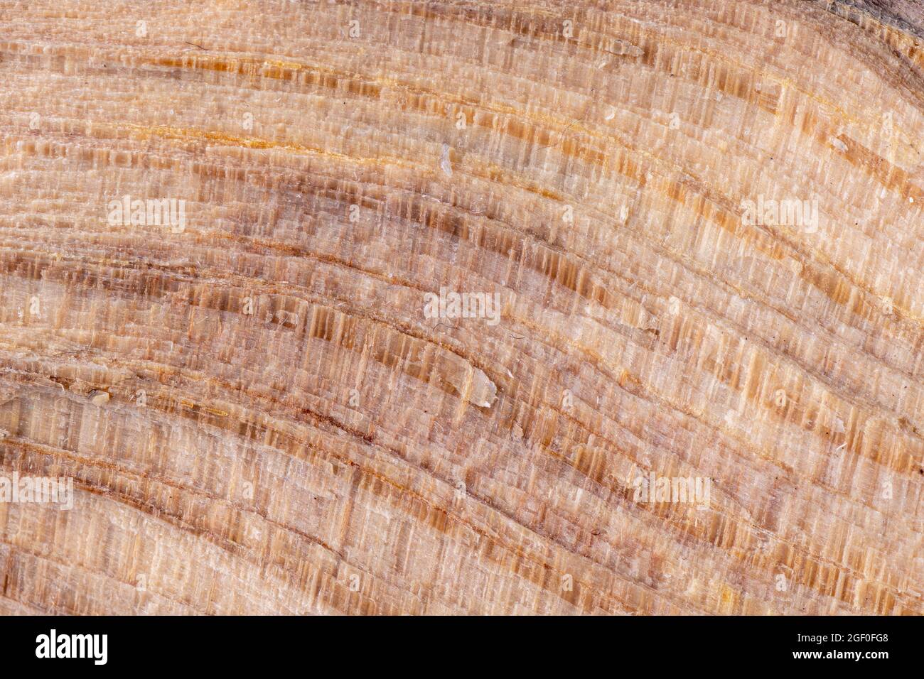 Brown wood texture background. Close-up pine wood grain with natural ...
