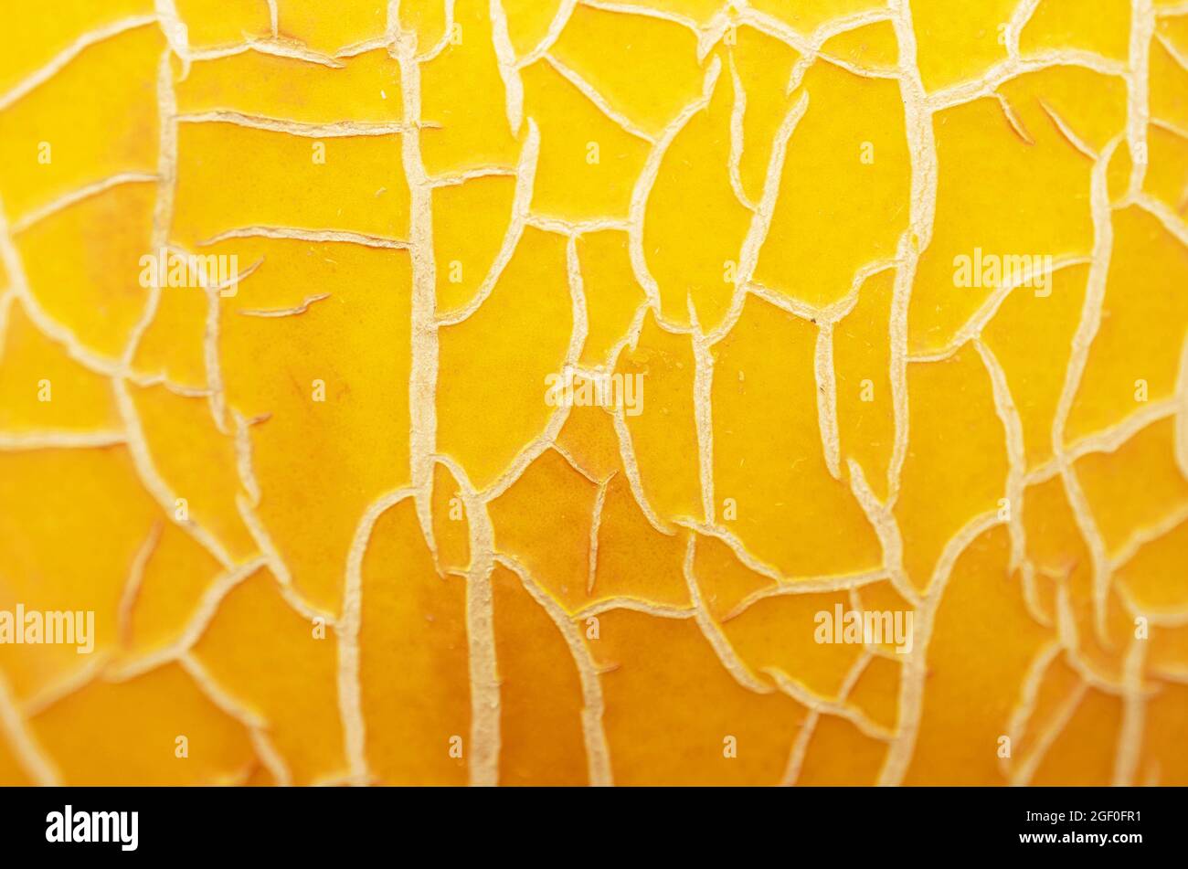 Melon texture hi-res stock photography and images - Alamy