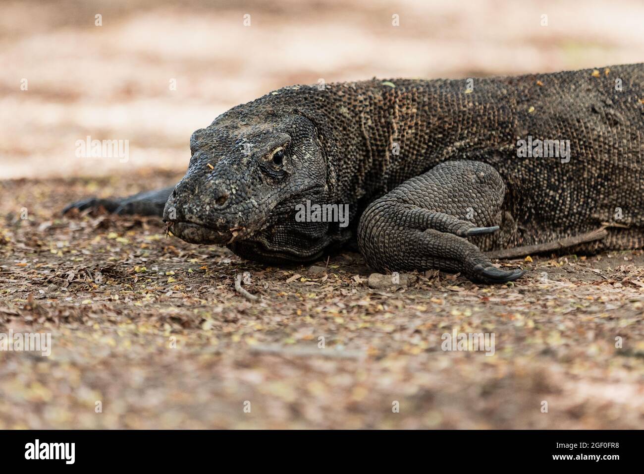 Komodo dragon is laying down on the ground Stock Photo - Alamy