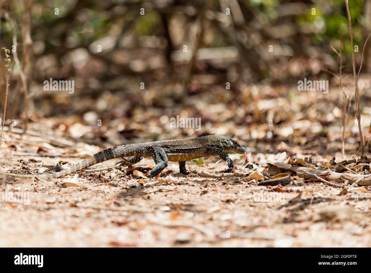 Cute Baby Komodo Dragons