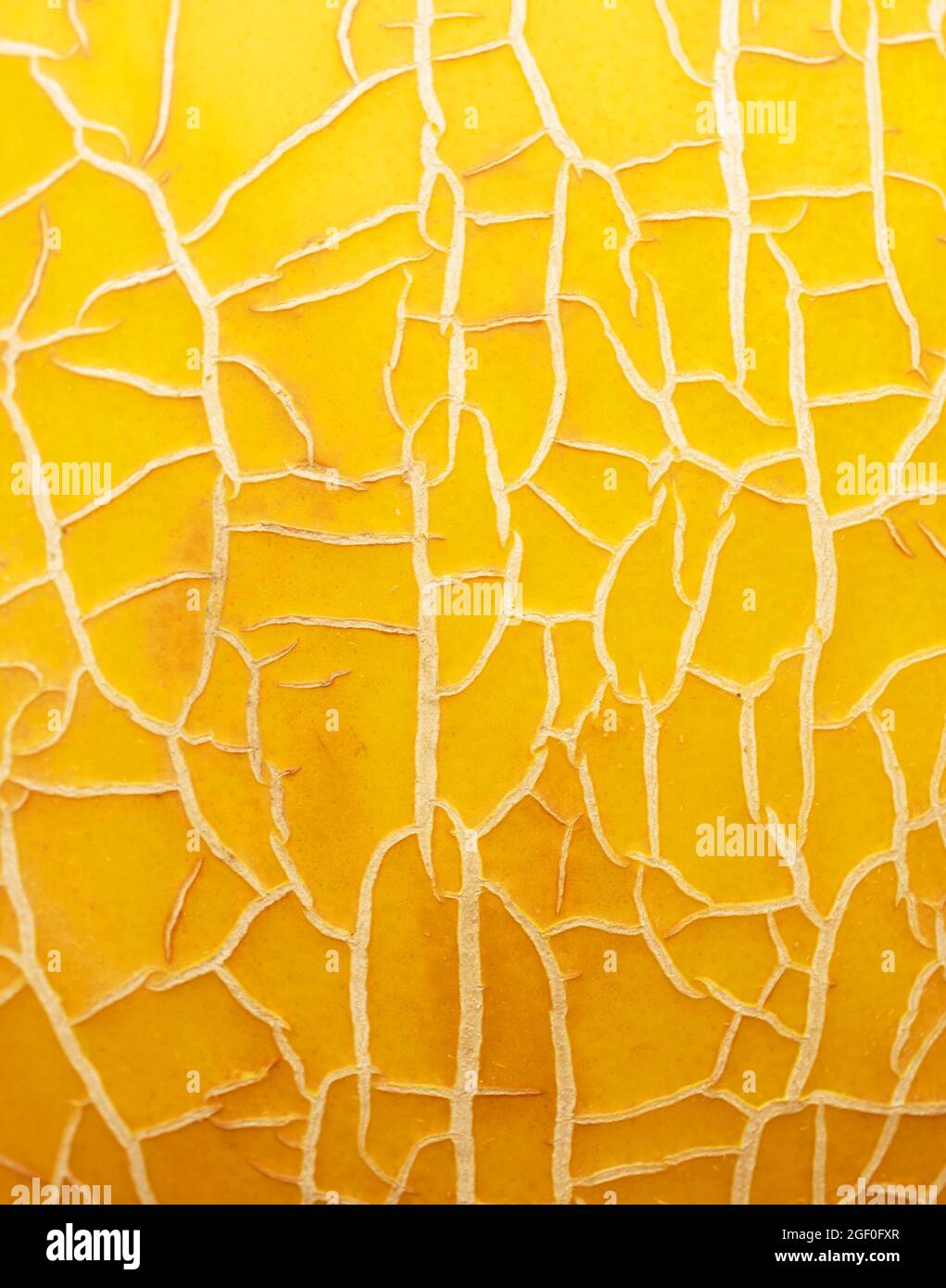 The texture of the peel of a yellow melon close-up Stock Photo - Alamy