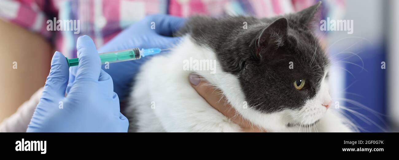 Veterinarian doctor gives an injection to cat Stock Photo - Alamy