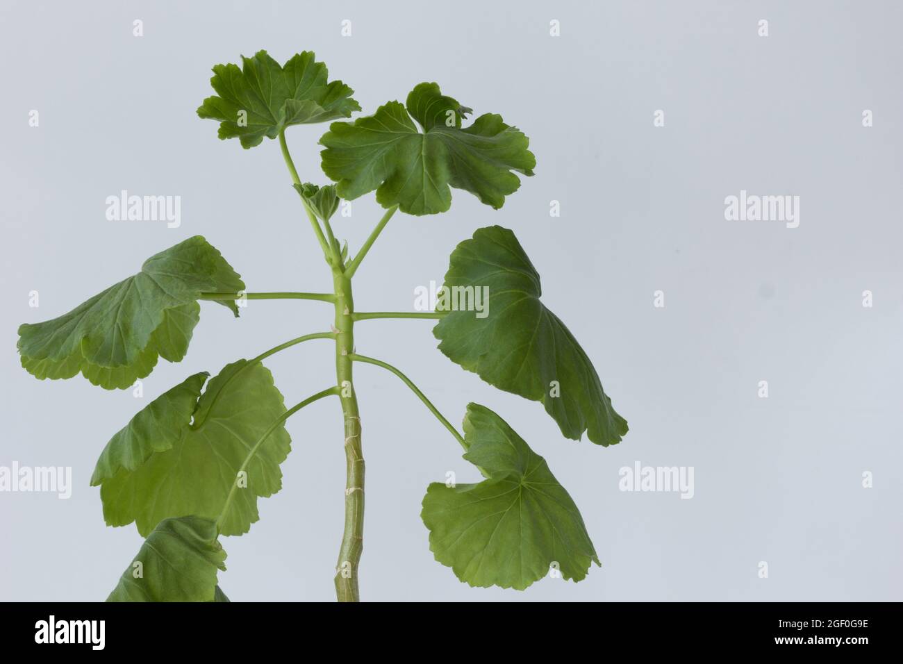 Stem of geranium on white background Stock Photo - Alamy