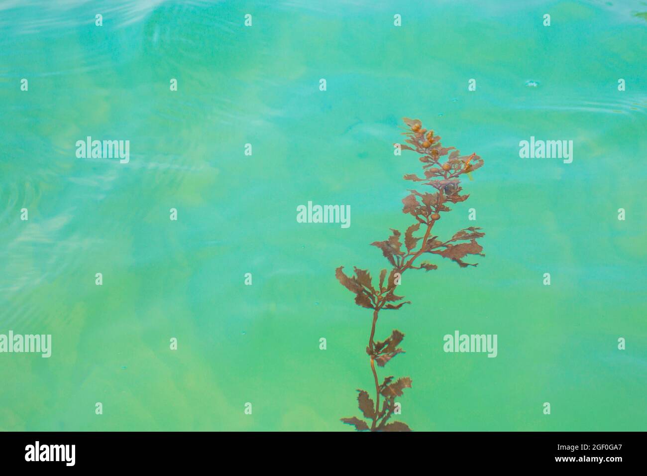 seaweed on the surface of the sea, clear clear water Stock Photo - Alamy