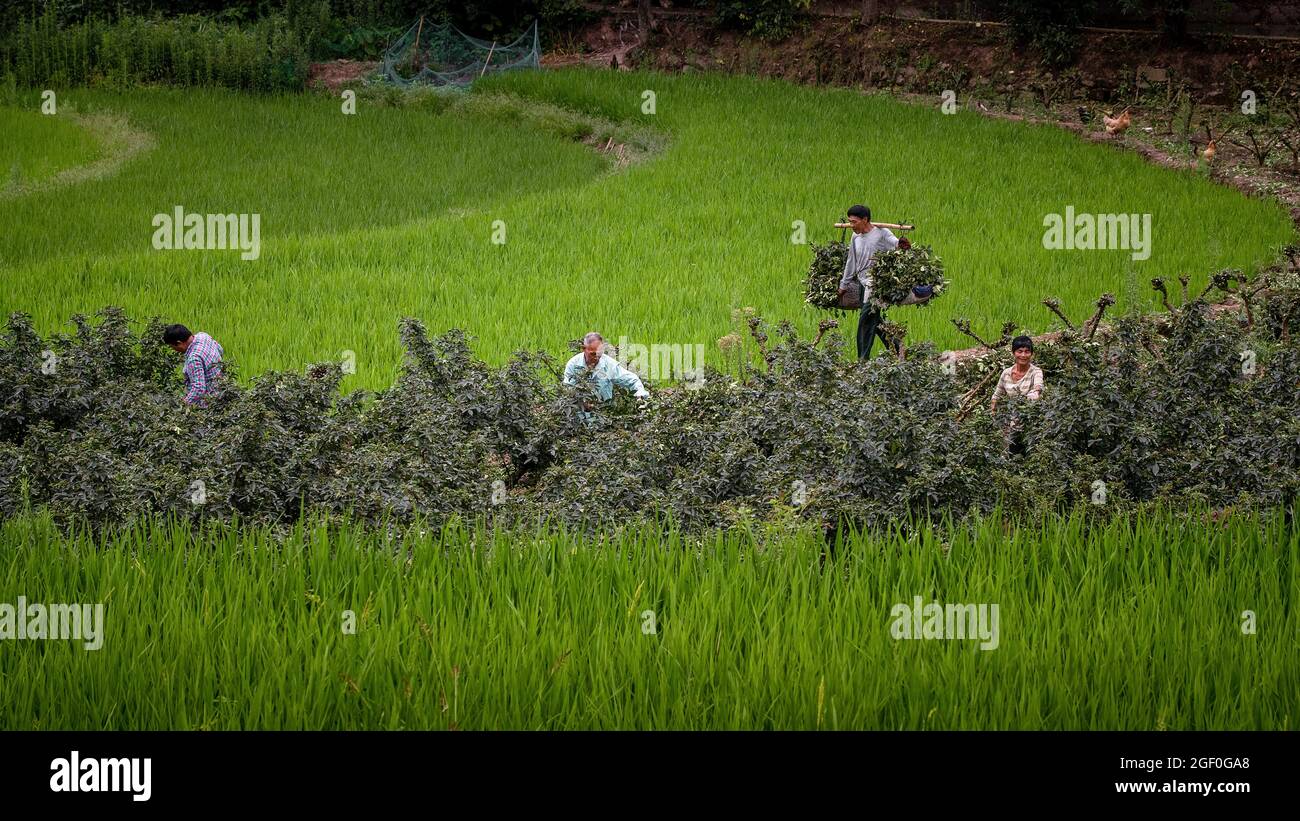 Chongqing rural revitalization Stock Photo - Alamy