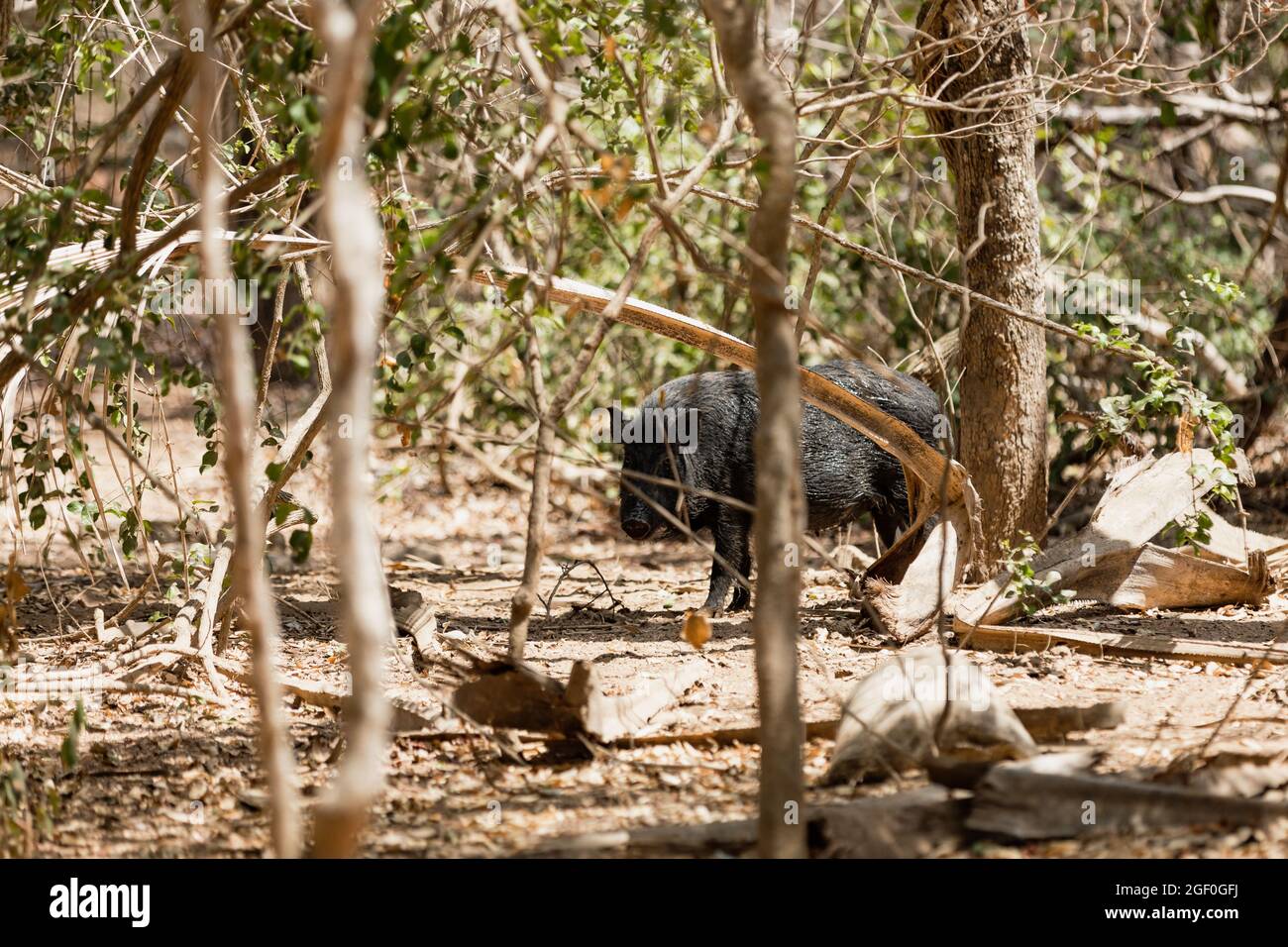 A wild bore walking in the jungle Stock Photo - Alamy