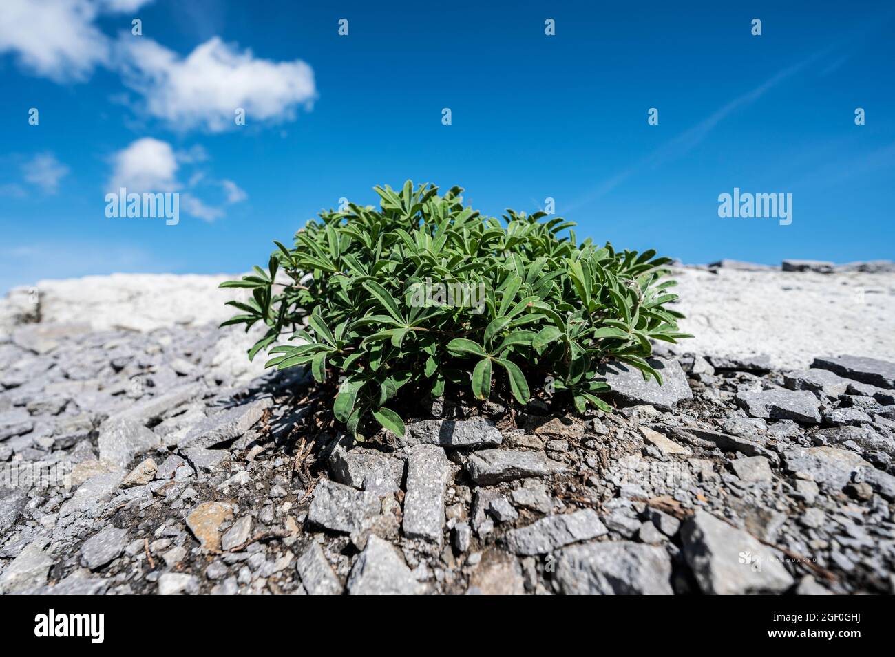 plants growing on a mountain Stock Photo - Alamy