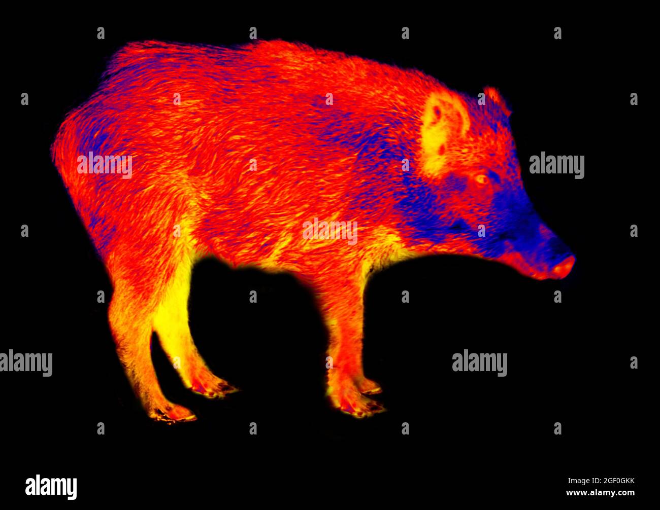 Wild boar in scientific high-tech thermal imager on black background ...