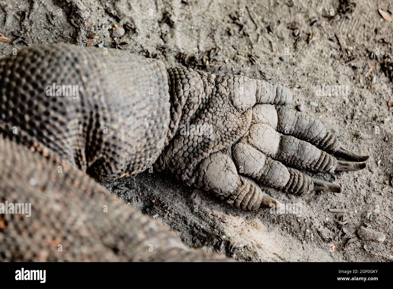 Komodo Dragons Claws
