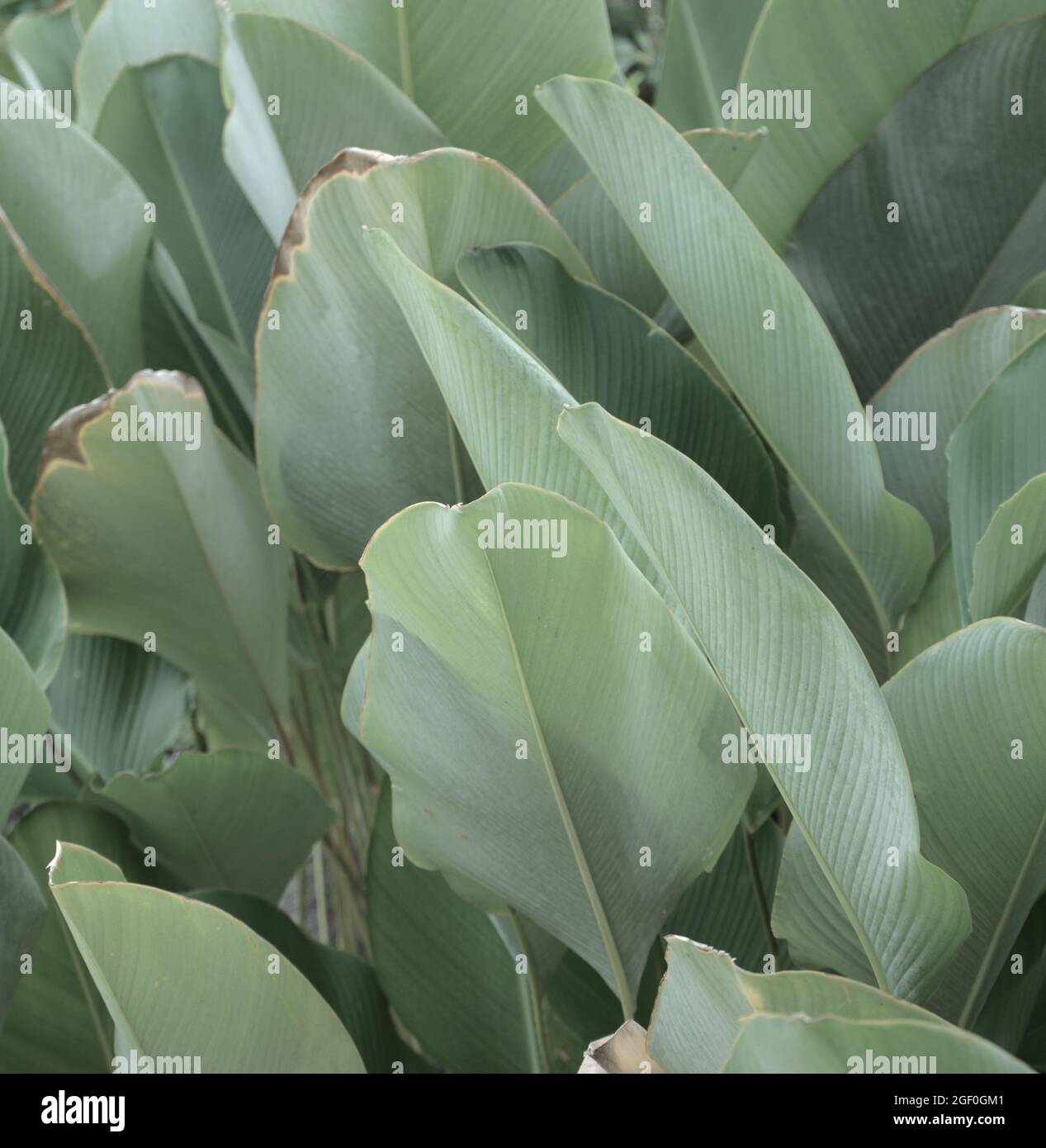 Muddy pond hi-res stock photography and images - Alamy