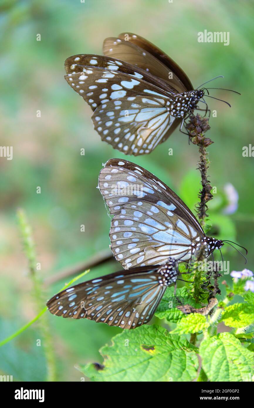 Butterflies from the genus Milkweed butterfly (Danaidae) probably ...