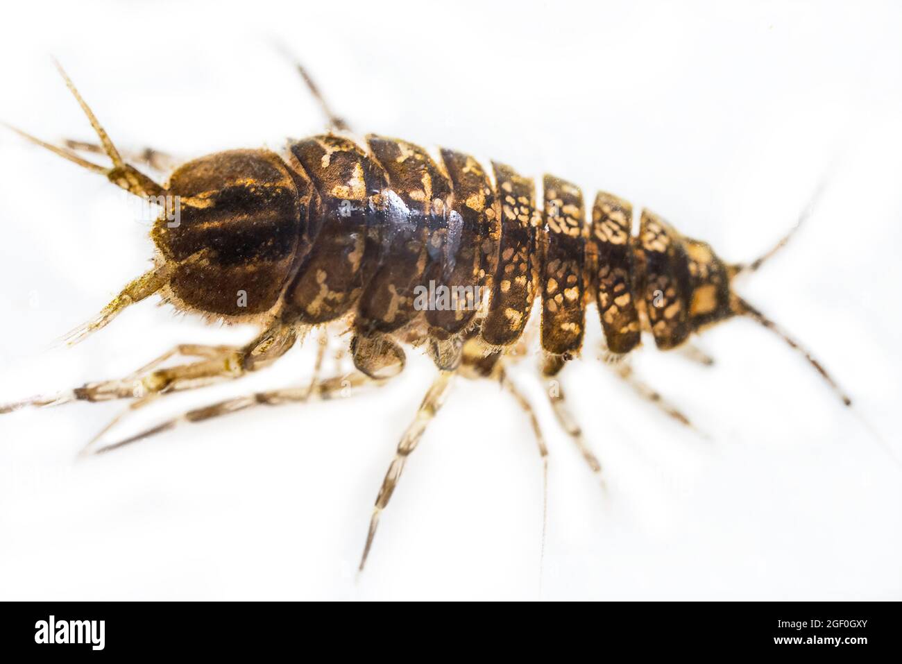 Water slater pond hi-res stock photography and images - Alamy