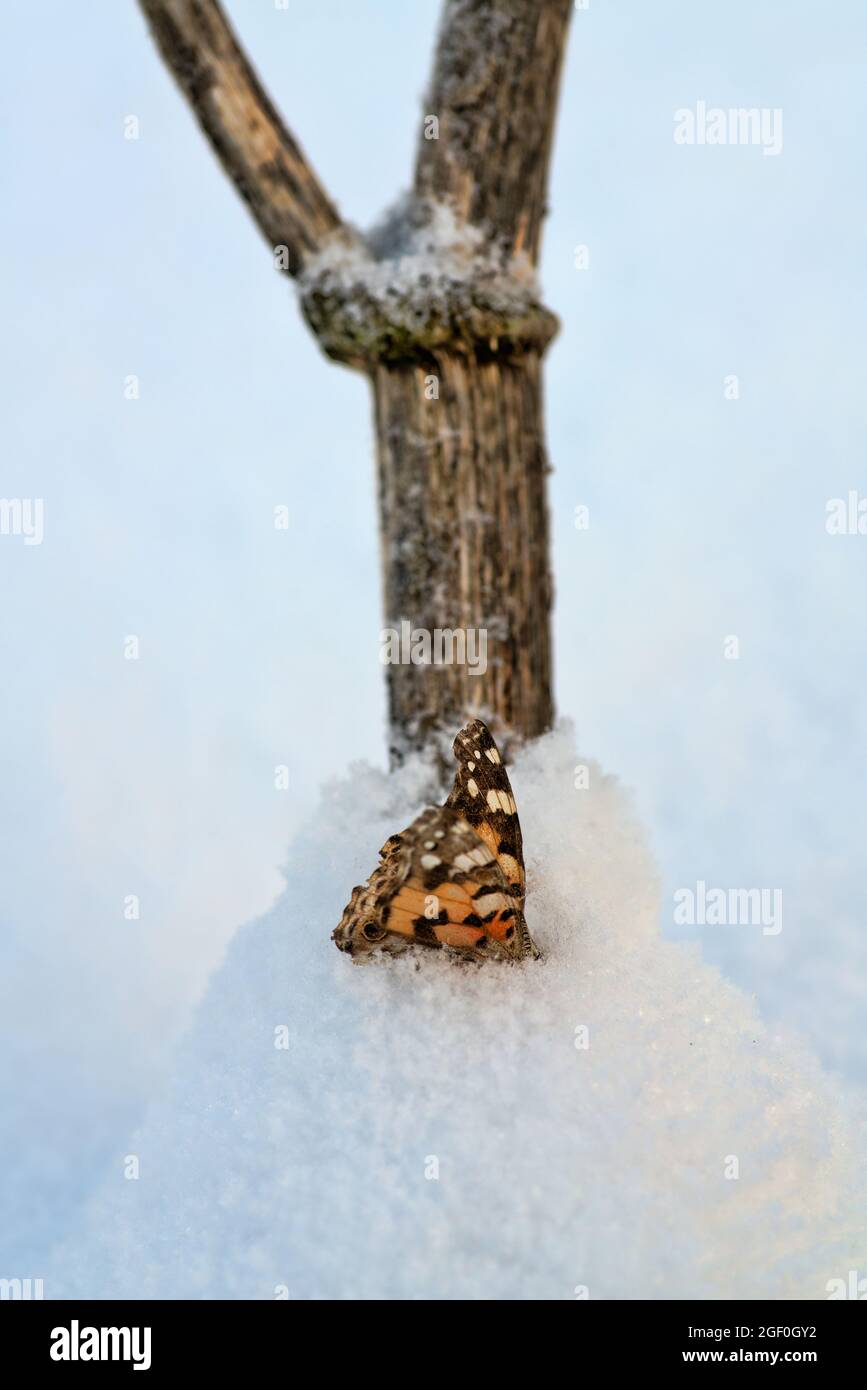 Death of insects. Winter is not compatible with life of environment ...