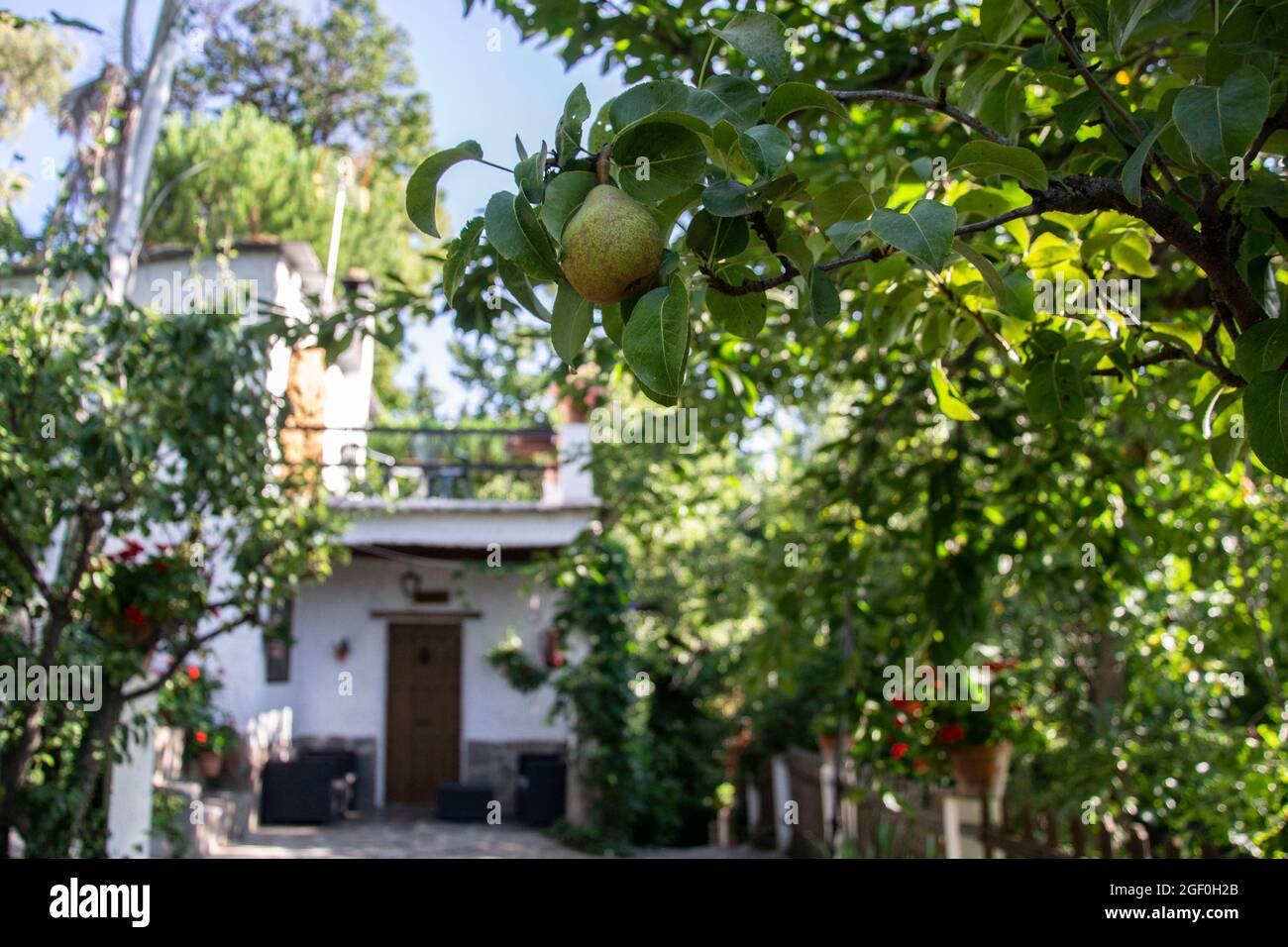 pear and branches of a pear tree with a house entrance in the ...