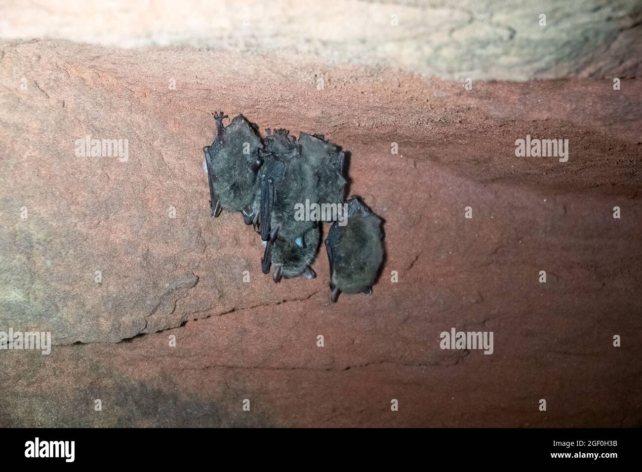 Wintering (hibernation) of bats in quarries of north-eastern Europe ...