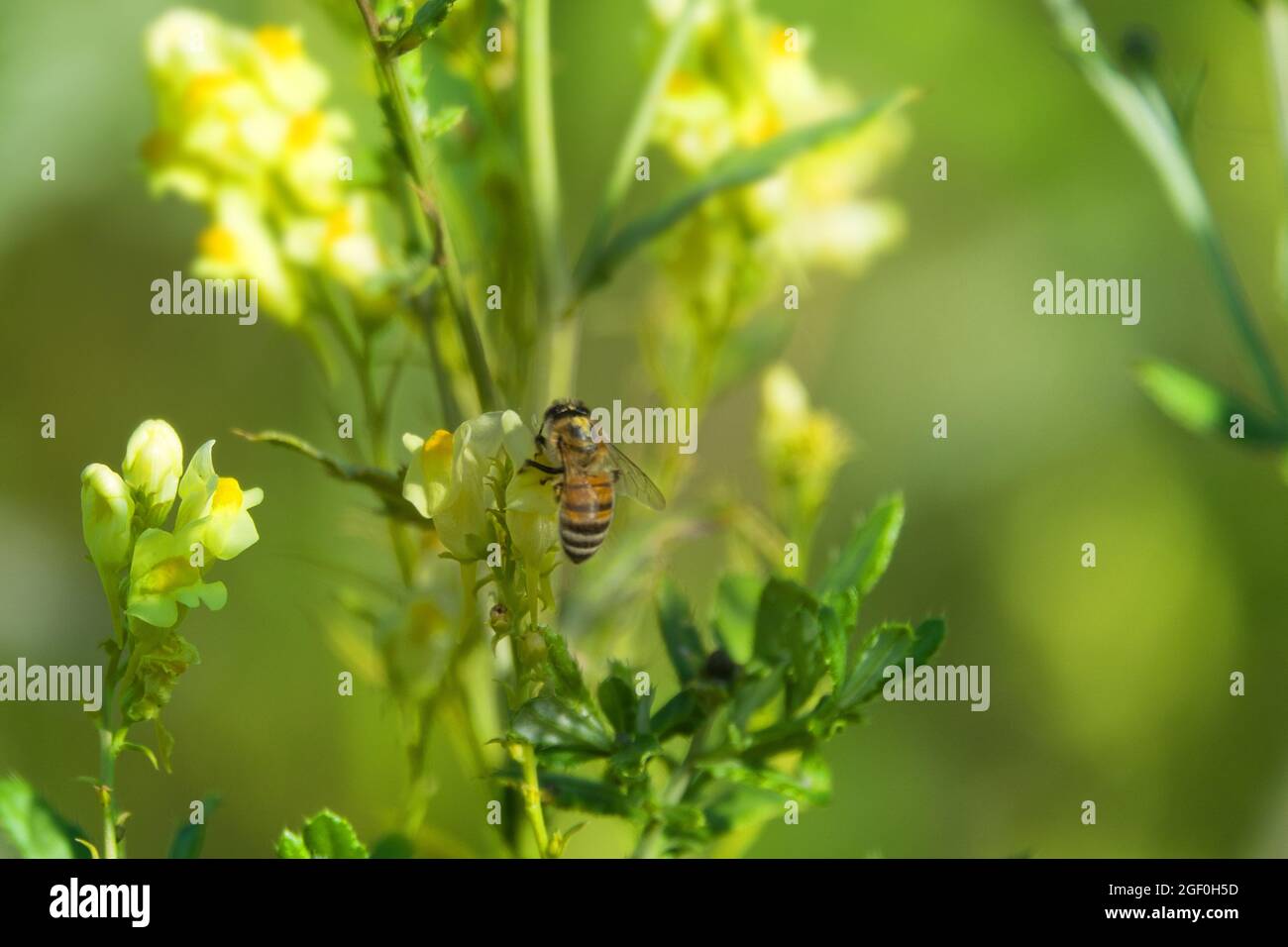 Caucasian breed of honeybees collect nectar from the flowers of ...