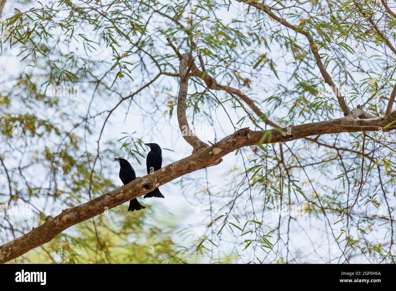 Crows sitting on a tree branch Stock Photo - Alamy