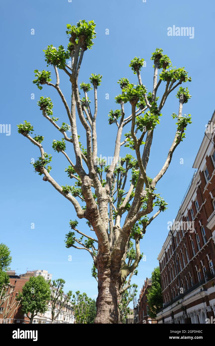 Pollarded plane hi-res stock photography and images - Alamy