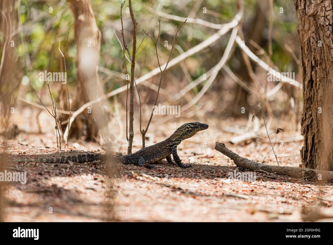 Baby komodo dragon hi-res stock photography and images - Alamy