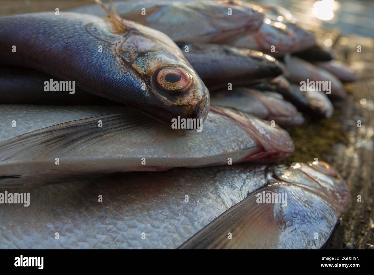 Sabre carp hi-res stock photography and images - Alamy
