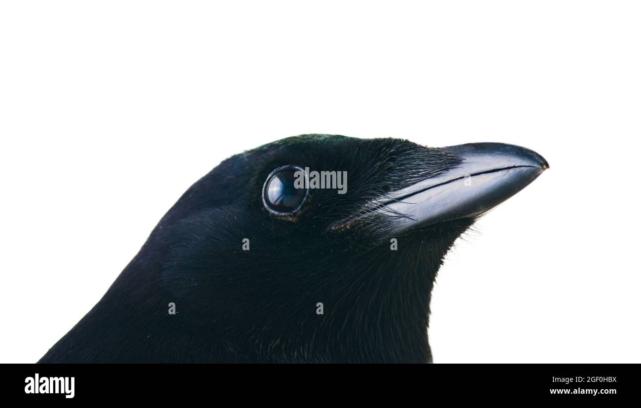 European magpie (Pica pica). Portrait of a sneaky cunning bird Stock ...