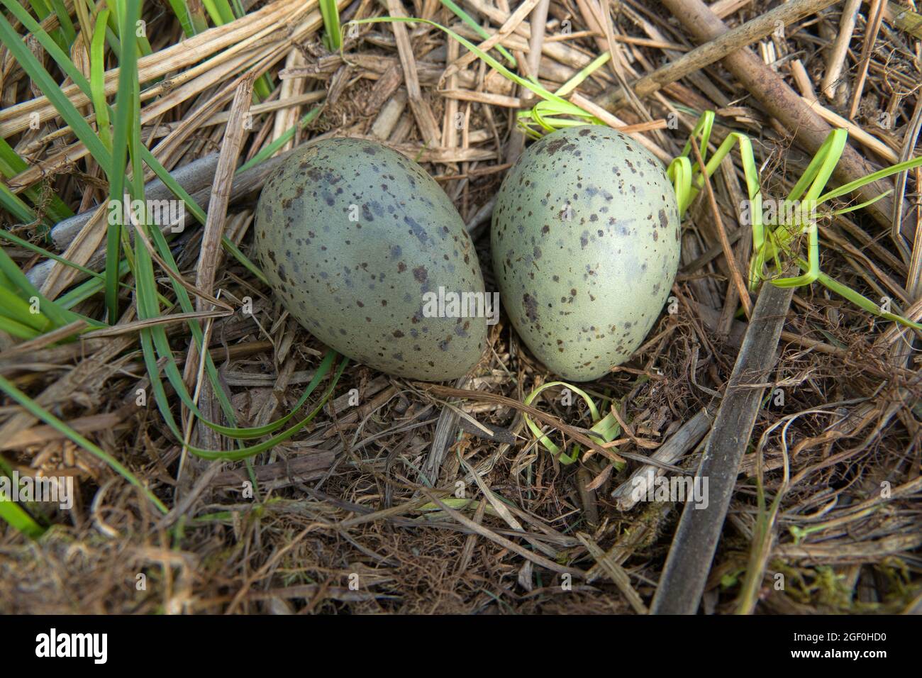 Common gull (Larus canus) nests on individual sedge hummocks in the ...