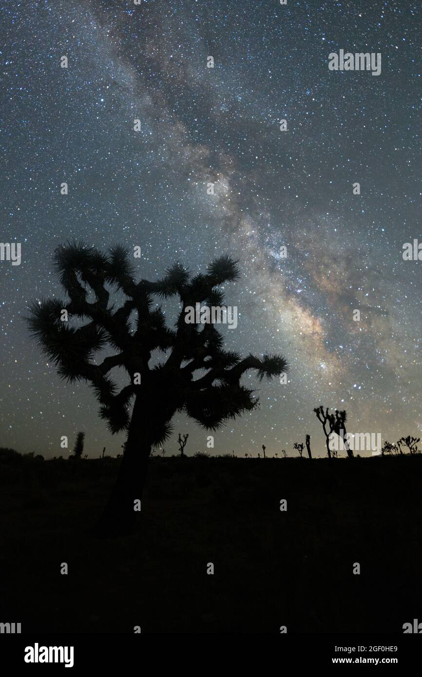 Milky way galaxy joshua trees hi-res stock photography and images - Alamy