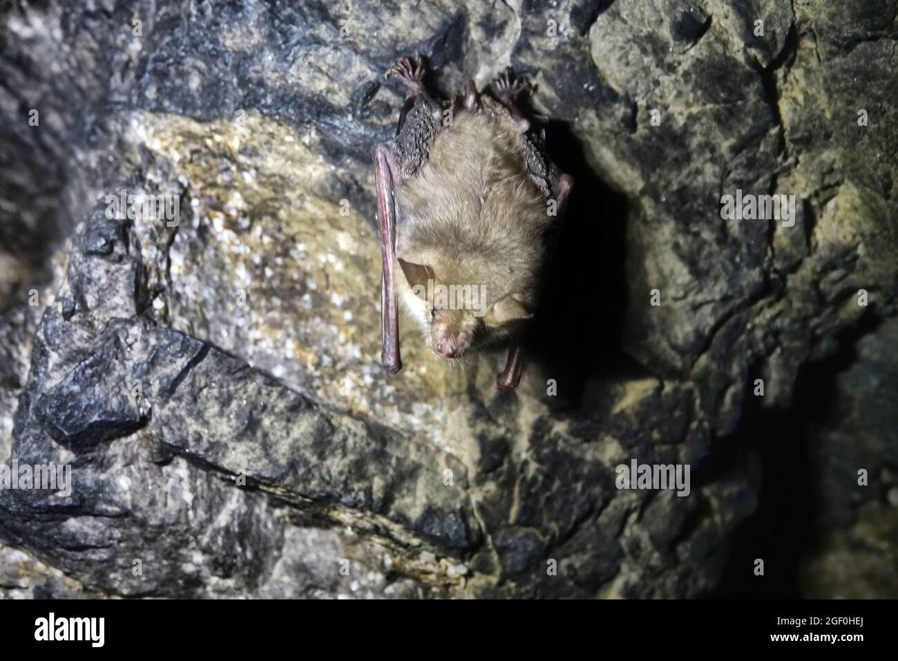 Lesser mouse-eared bat (Myotis blythii) in an artificial cave, North ...